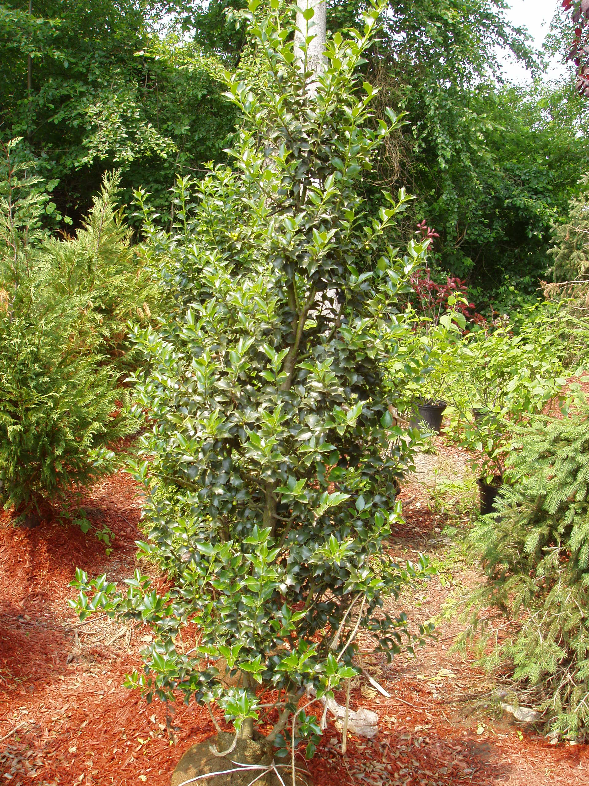 Plants - Jay's Landscaping, LLC